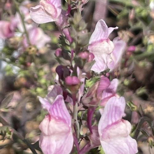 Linaria 'Dial Park' - Garden.org