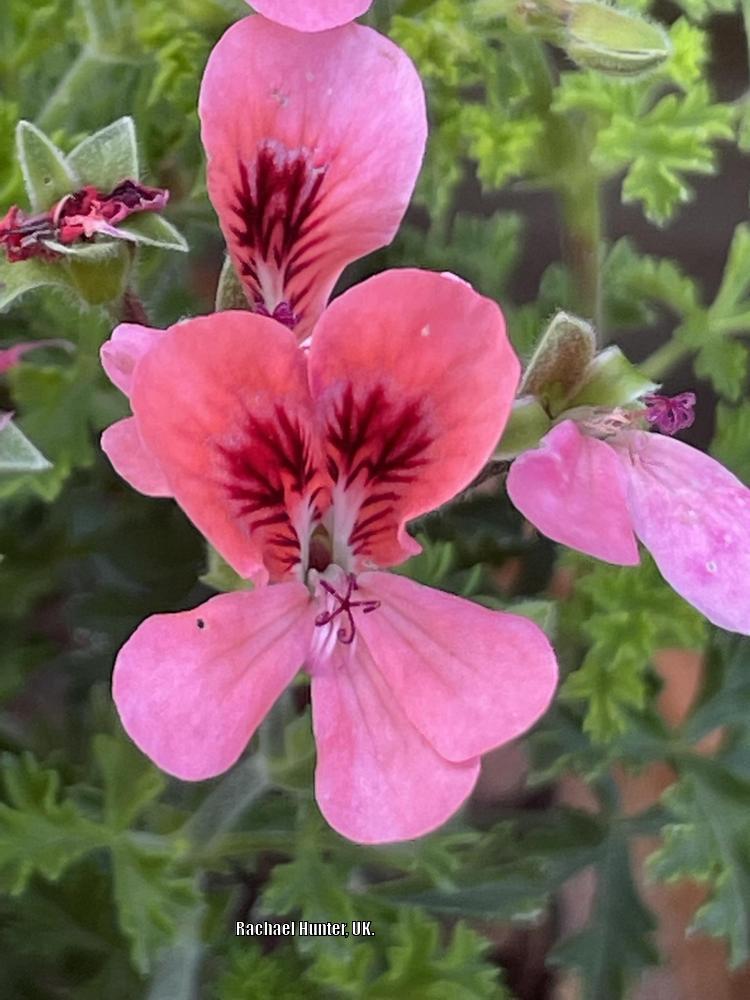 Photo of the bloom of Scented-leaved Geranium (Pelargonium Angeleyes ...