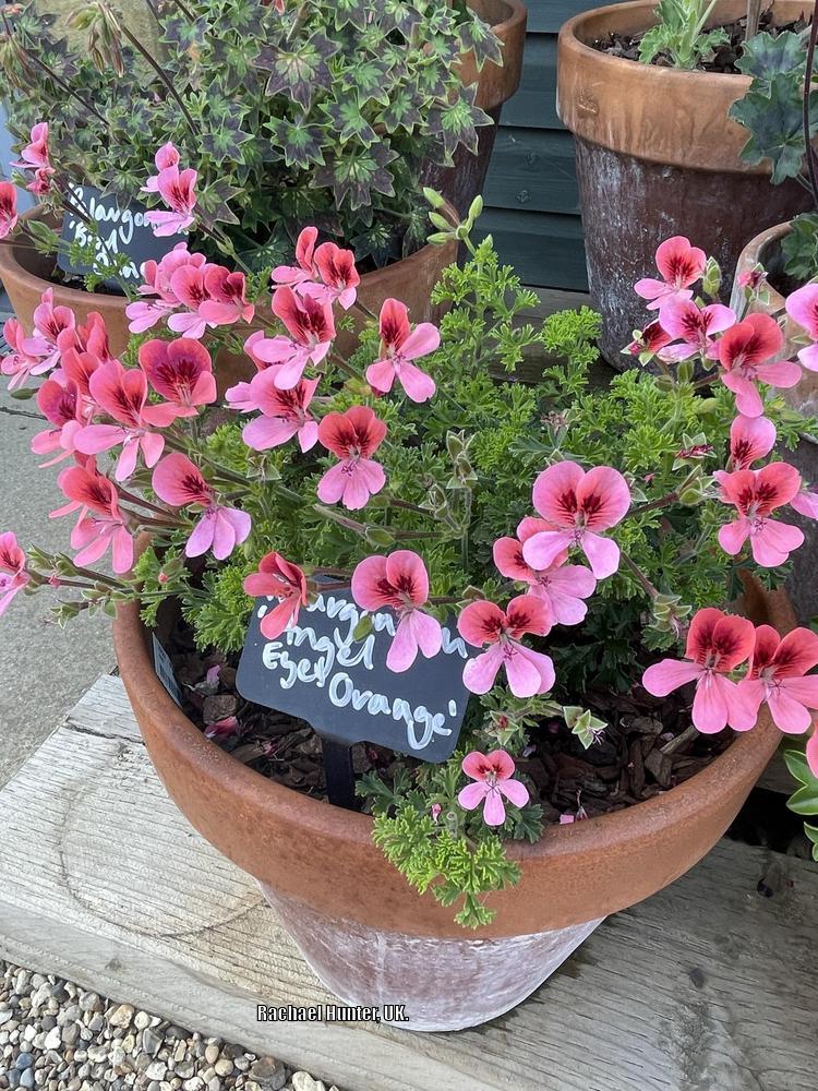 Scented-leaved Geranium (Pelargonium Angeleyes® Orange) in the ...