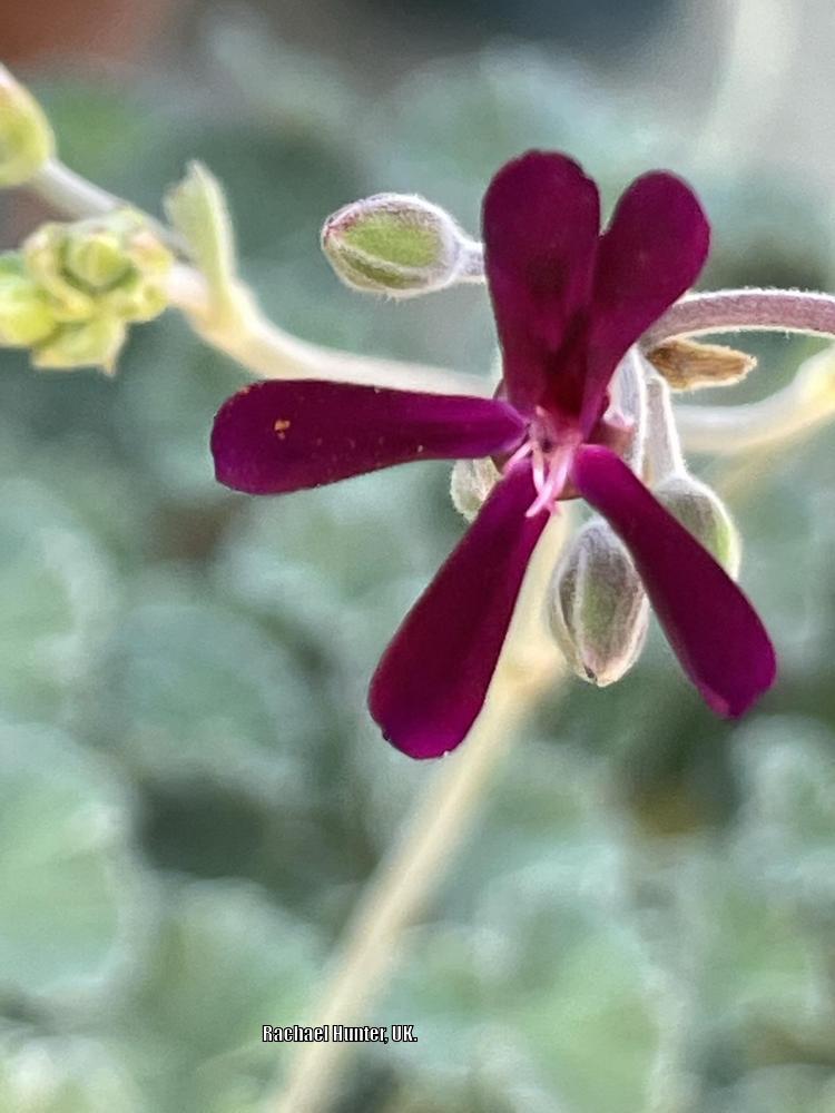 Photo of the bloom of South African Geranium (Pelargonium sidoides ...