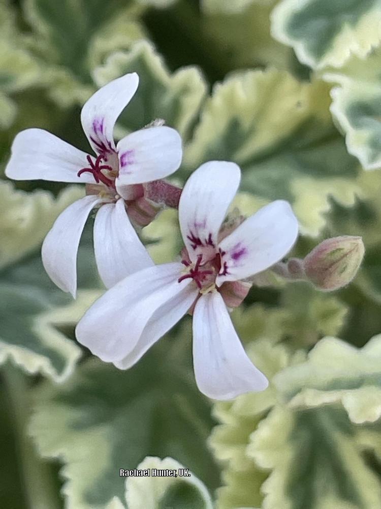 Photo of the bloom of Nutmeg Geranium (Pelargonium fragrans) posted by ...