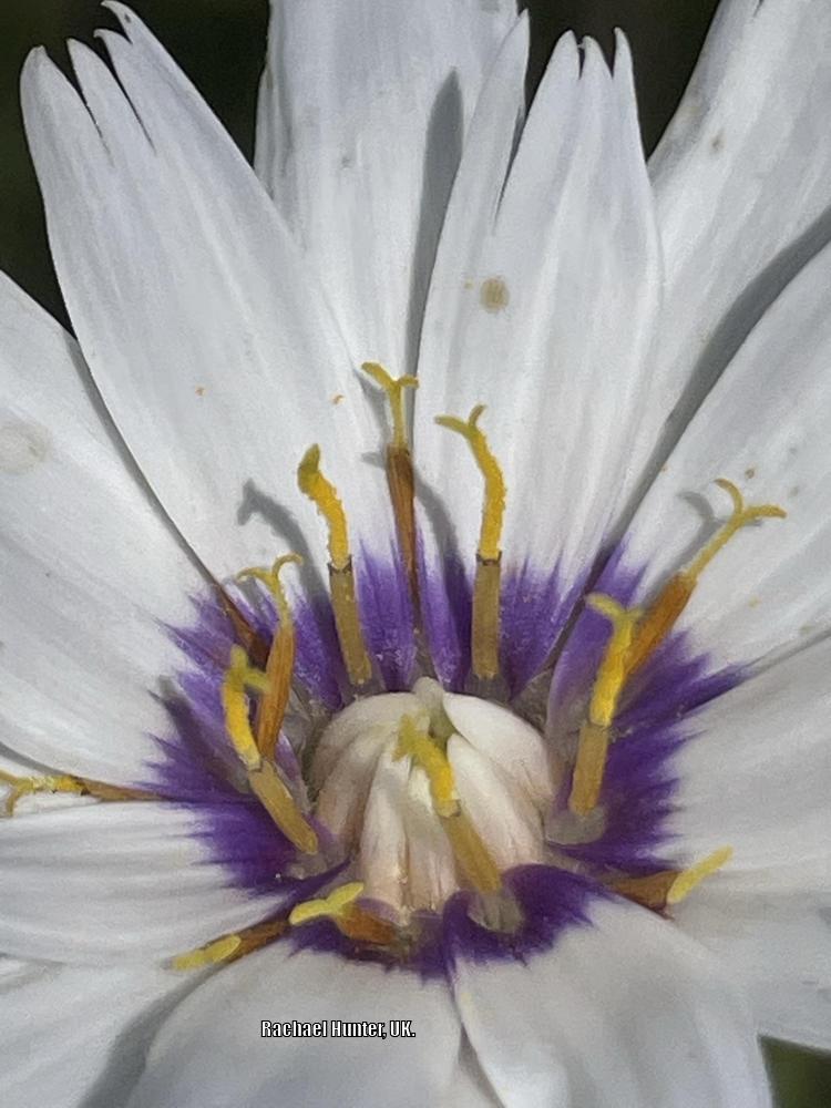 Photo of the stamens, filaments and pistils of White Cupid's Dart ...