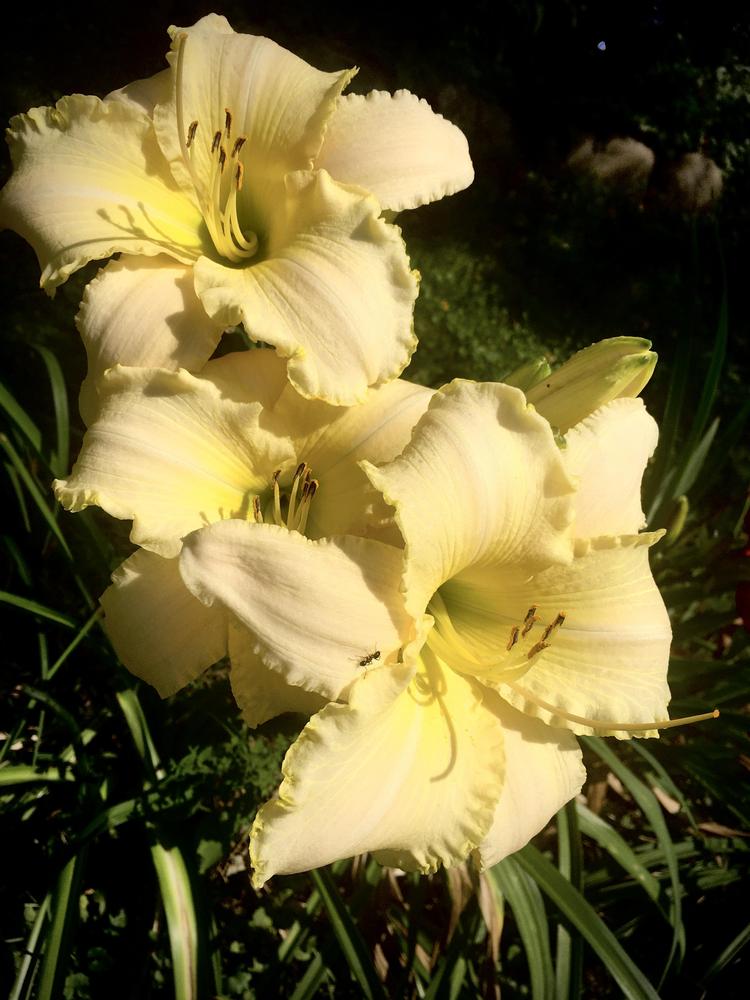 Photo of the bloom of Daylily (Hemerocallis 'Wrapped in Moonlight ...