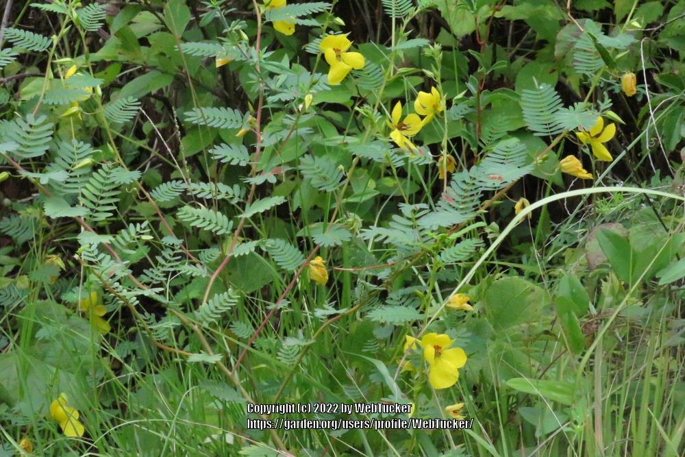 Photo of the entire plant of Partridge Pea (Chamaecrista fasciculata ...