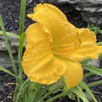 Daylily (Hemerocallis 'Jen Melon') in the Daylilies Database - Garden.org