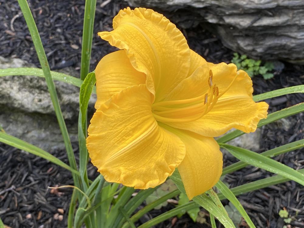 Photo of the bloom of Daylily (Hemerocallis 'Jen Melon') posted by ...