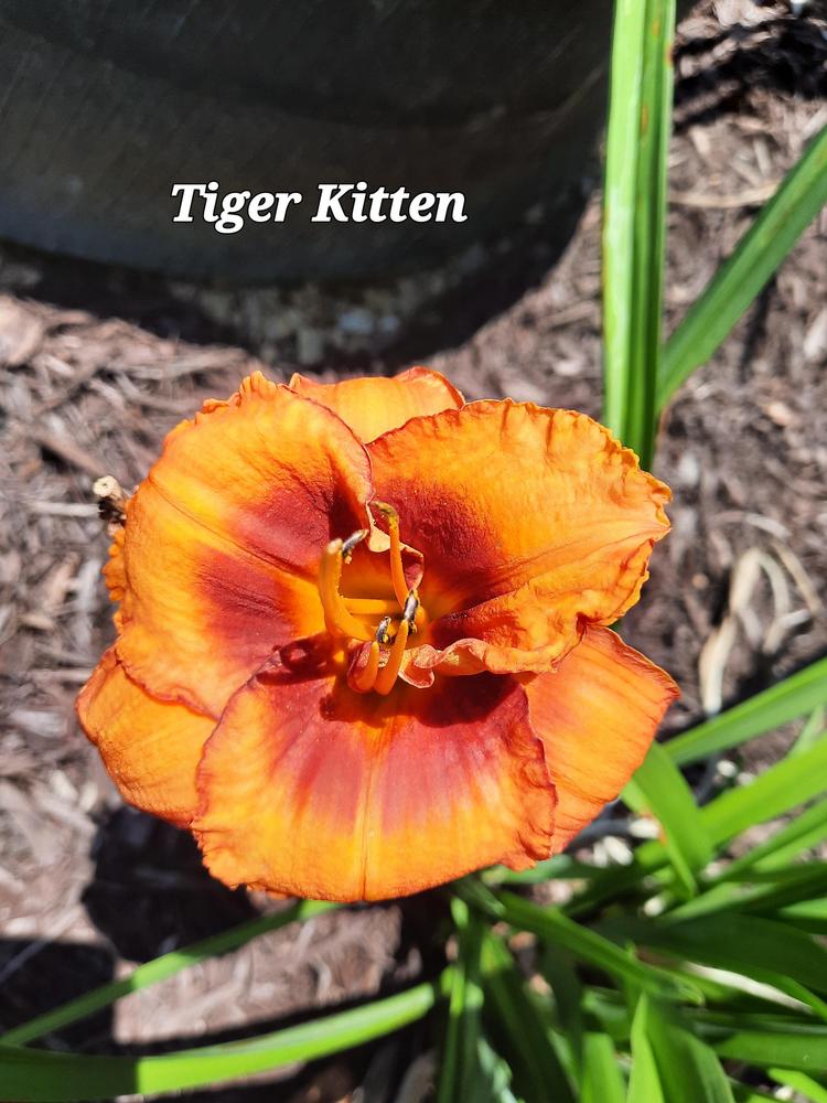 Photo of the bloom of Daylily (Hemerocallis 'Tiger Kitten') posted by rreed1029 - Garden.org
