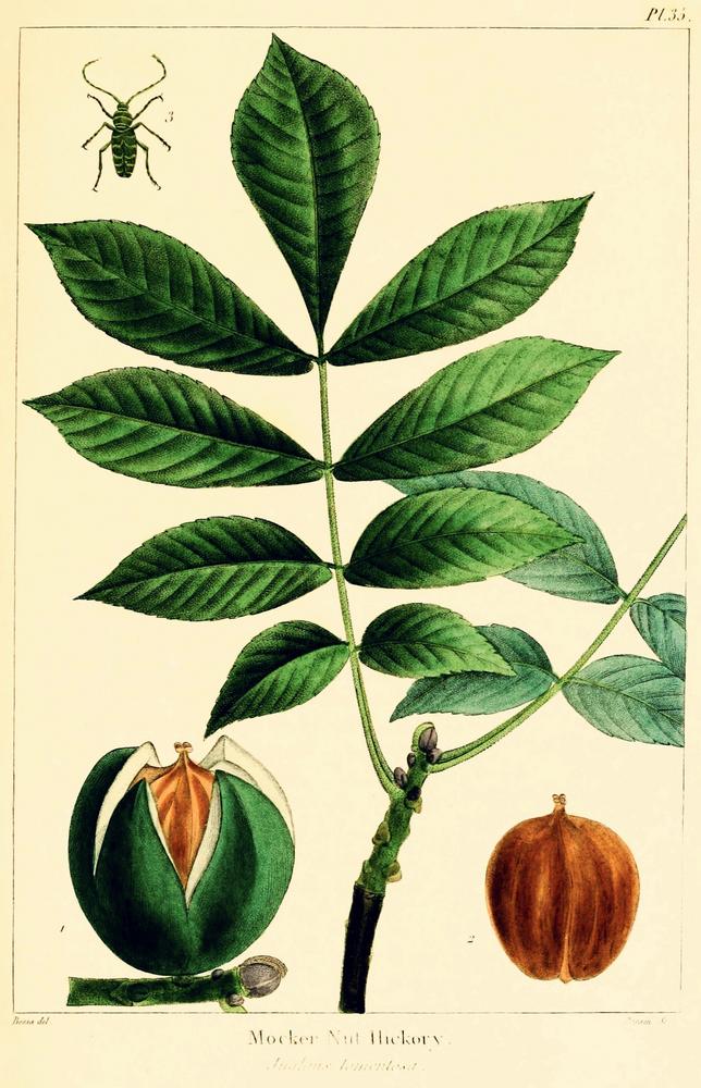 Photo of the documentation of Mockernut Hickory (Carya alba) posted by ...