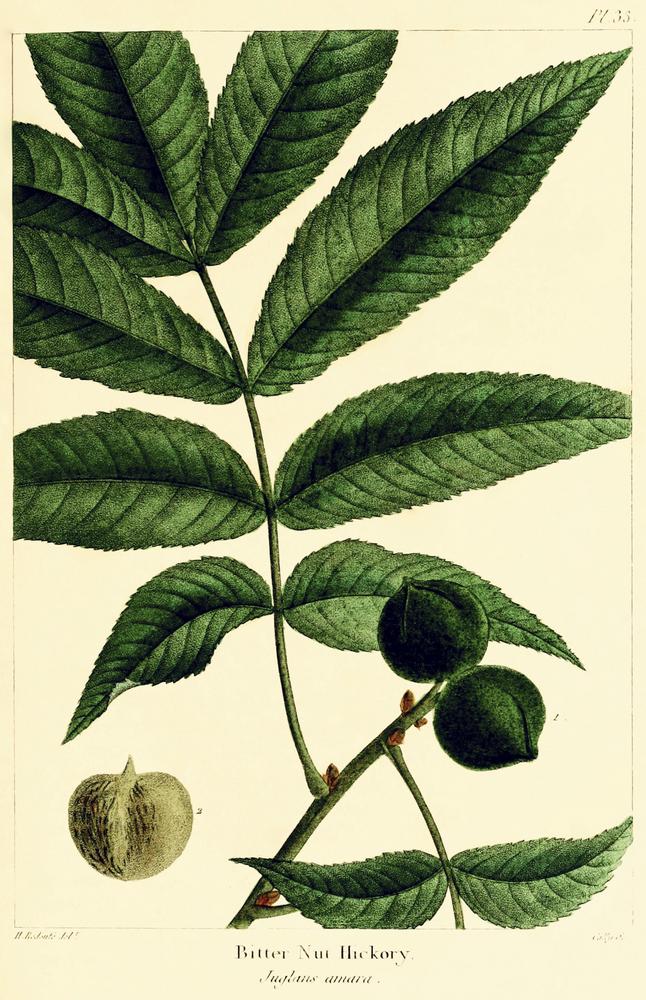 Photo of the documentation of Water Hickory (Carya aquatica) posted by ...