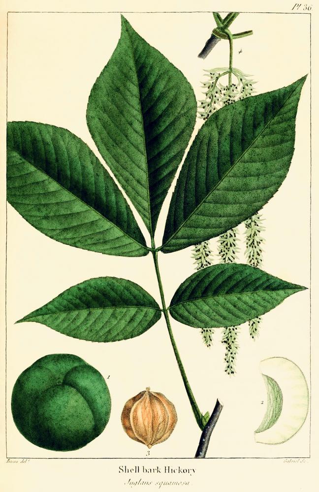 Photo of the documentation of Mockernut Hickory (Carya alba) posted by ...