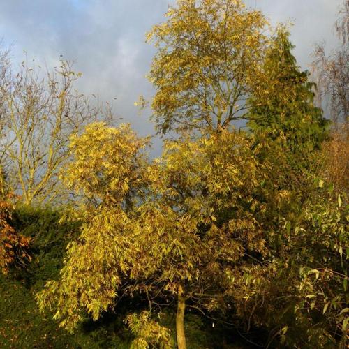 Water Hickory (Carya aquatica) - Garden.org