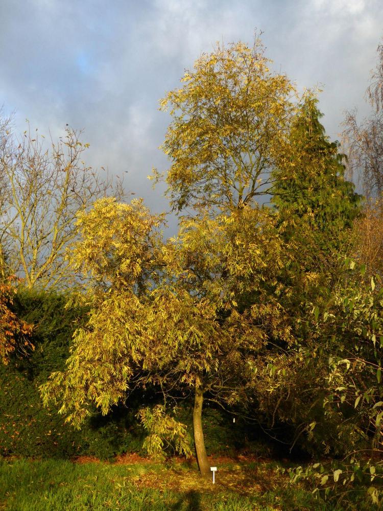 Photo of the entire plant of Water Hickory (Carya aquatica) posted by ...