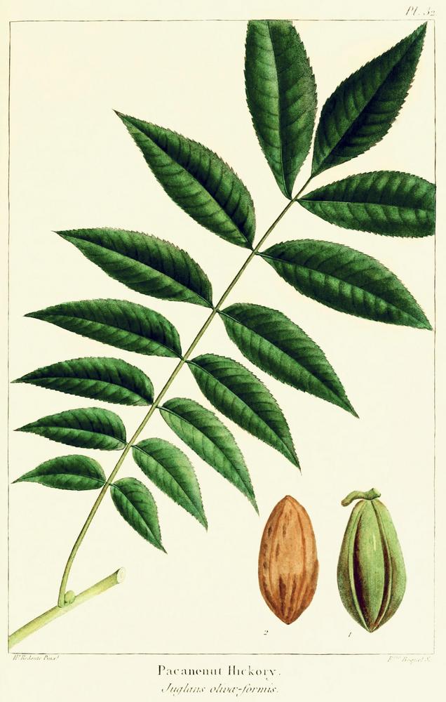 Photo of the documentation of Pecans (Carya illinoinensis) posted by ...