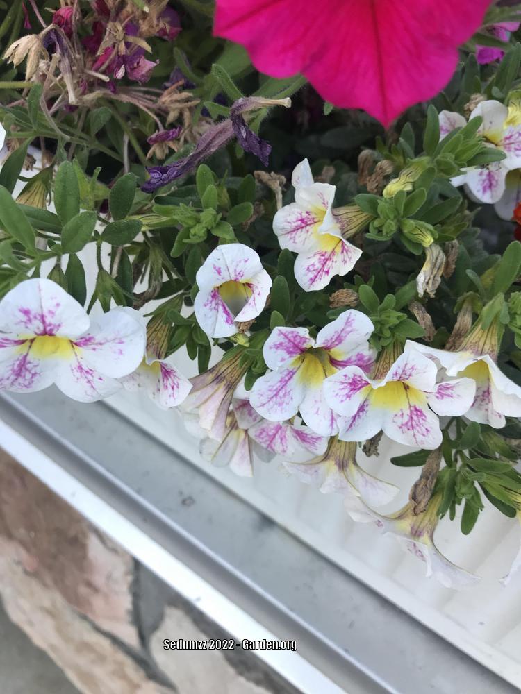 Photo of the entire plant of Calibrachoas (Calibrachoa) posted by ...