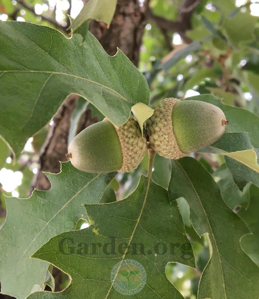 Wavyleaf Oak (Quercus x undulata) - Garden.org