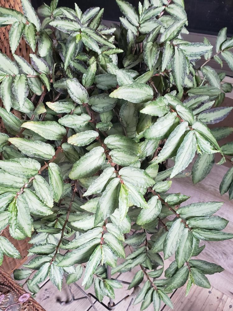 Photo of the entire plant of Rainbow Vine (Procris repens) posted by ...