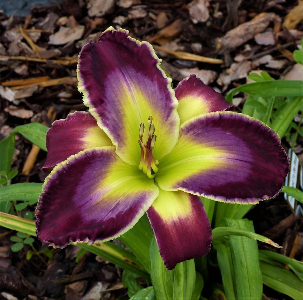 Photo of the bloom of Daylily (Hemerocallis 'Too Good To Be Blue ...