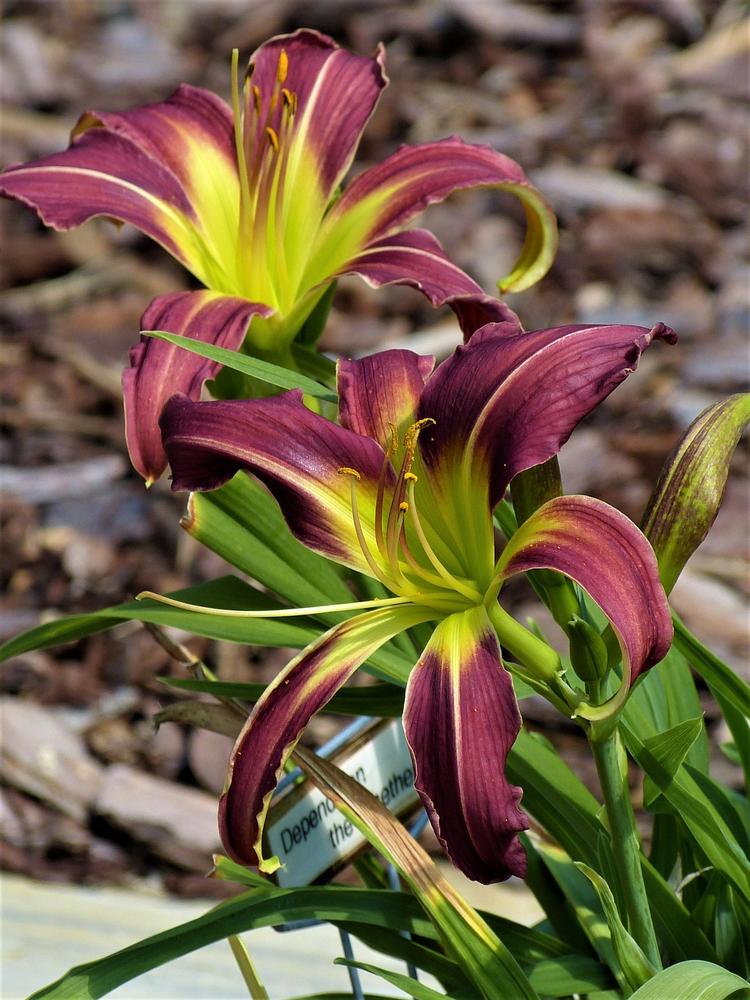 Photo of the bloom of Daylily (Hemerocallis 'Depends on the Whether ...