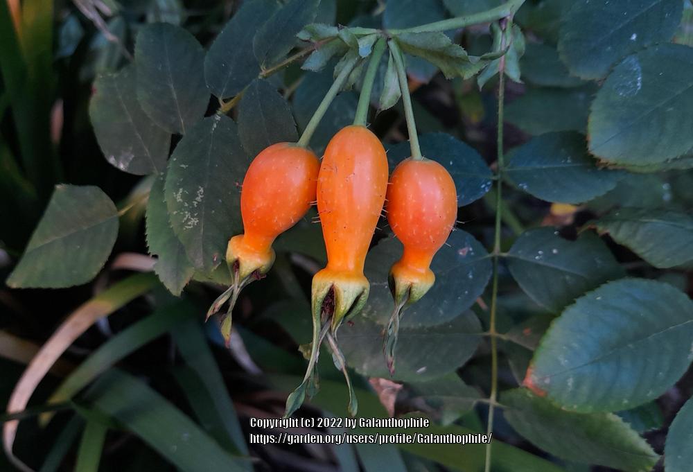 Photo of the seed pods or heads of Rose (Rosa moyesii) posted by ...