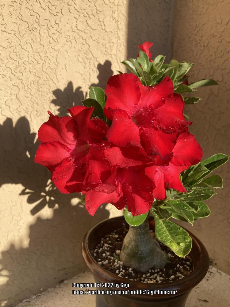 Photo of the entire plant of Desert Rose (Adenium 'Red Dragon') posted ...