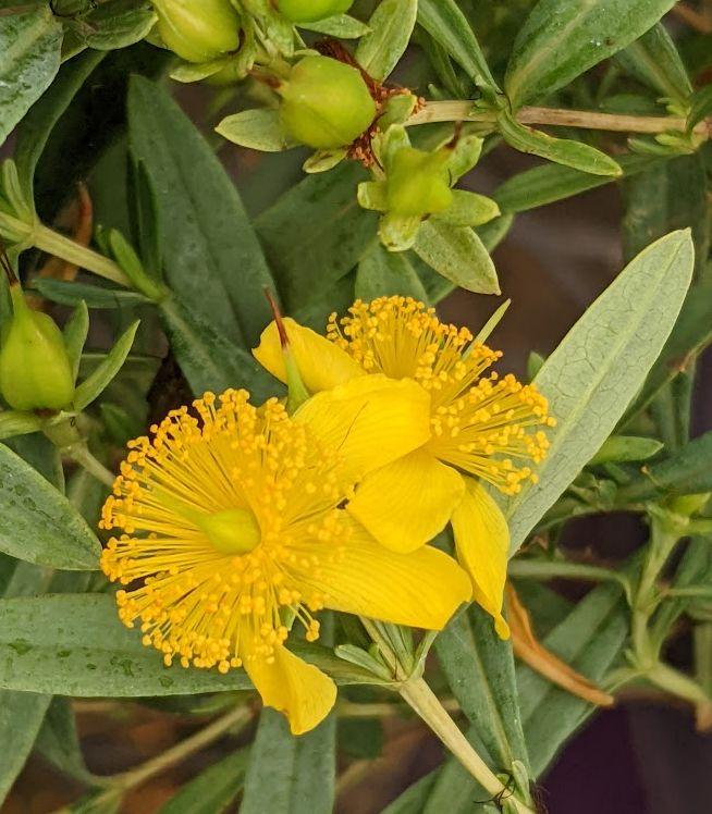 Photo of the bloom of Hypericum (Hypericum kalmianum First Editions ...