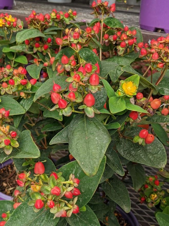 Photo of the entire plant of Tall Tutsan (Hypericum x inodorum Magical® Red Fame) posted by Joy ...