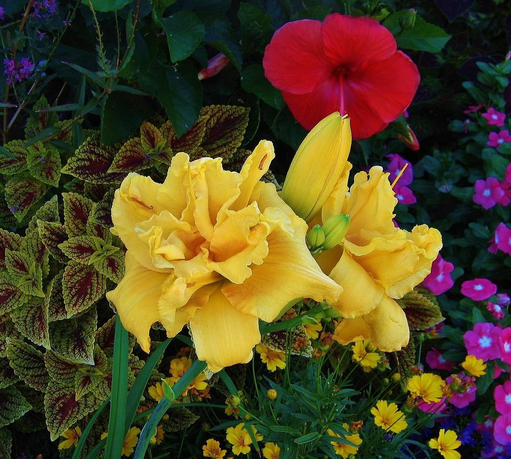 Photo of the bloom of Daylily (Hemerocallis 'Dutch Yellow Truffle ...