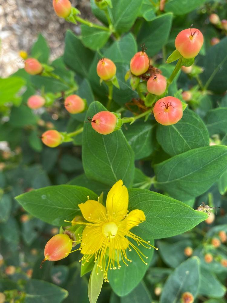 Photo of the bloom of Hypericum Hypearls™ Renu posted by SL_gardener ...