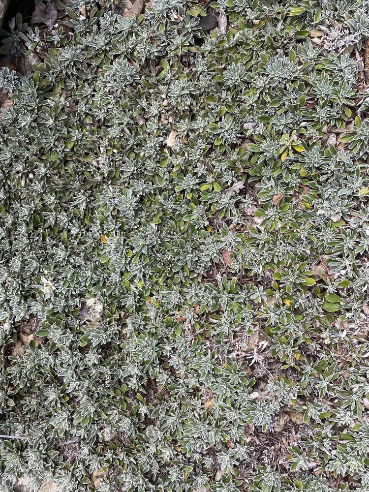 Photo of the entire plant of Antennaria carpatica posted by SL_gardener ...