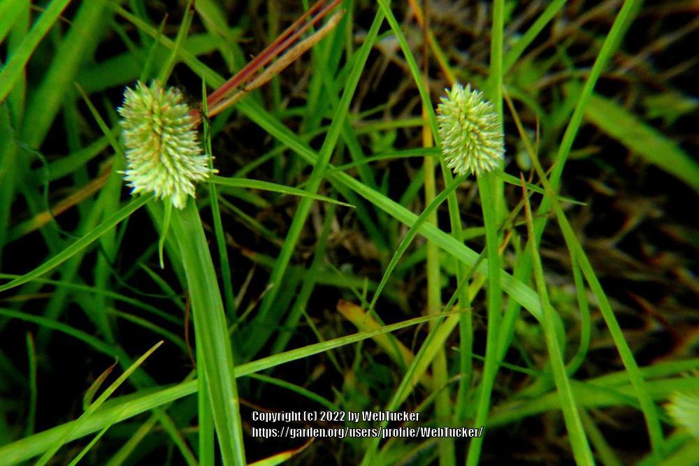 Shortleaf Spikesedge (Cyperus brevifolius) - Garden.org