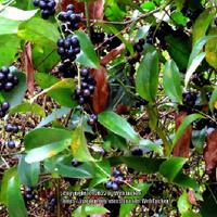 Photo of the fruit of Catbriar (Smilax laurifolia) posted by WebTucker ...