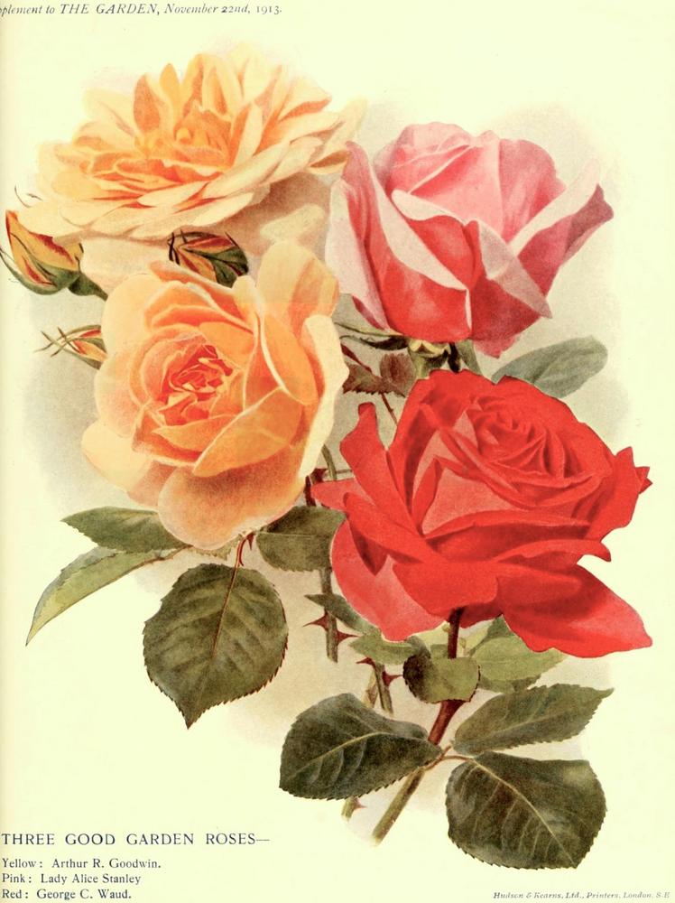 Photo of the documentation of Rose (Rosa 'Lady Alice Stanley') posted ...