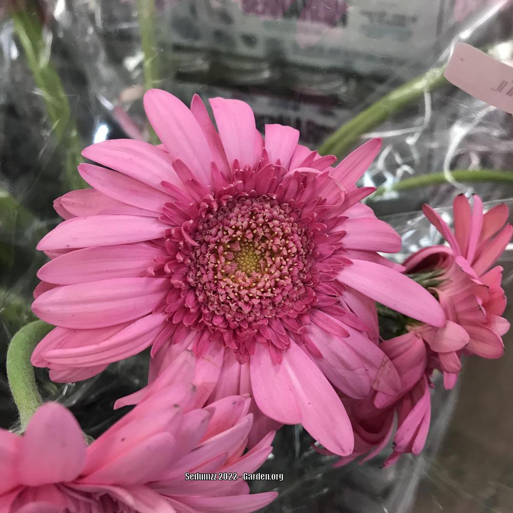 Photo of the bloom of Transvaal Daisy (Gerbera jamesonii Mega ...