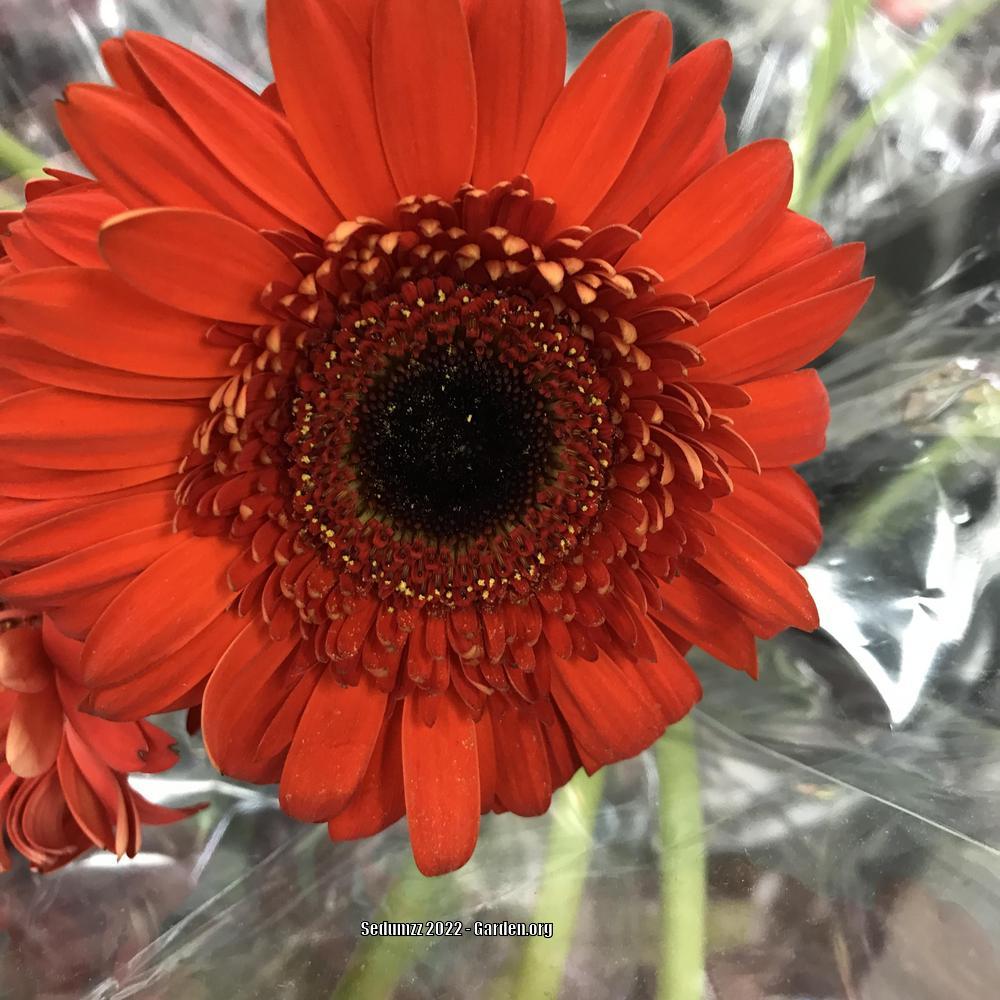 Photo of the bloom of Transvaal Daisy (Gerbera jamesonii Mega ...