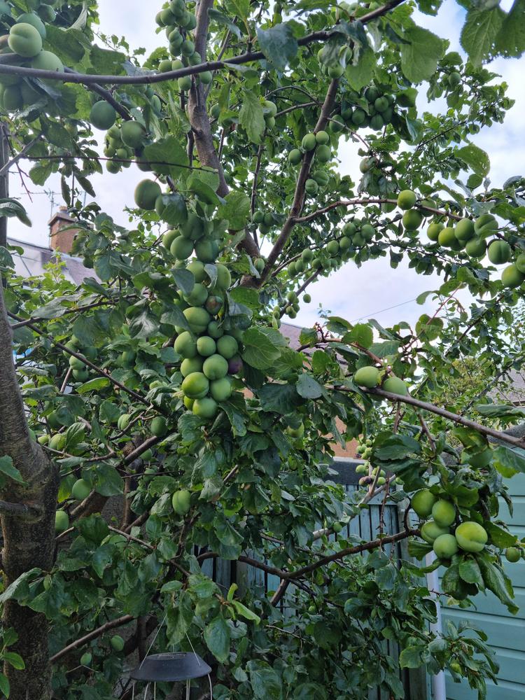 Plum tree in the Ask a Question forum - Garden.org