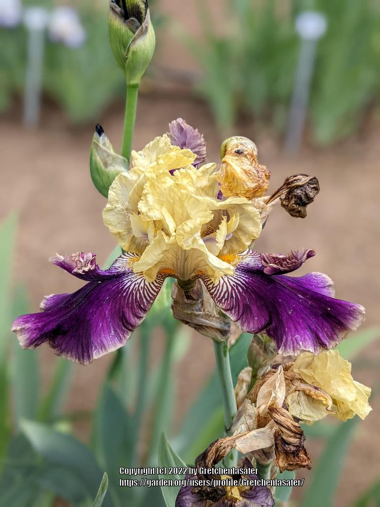 Photo of the bloom of Tall Bearded Iris (Iris 'Rocket Randy') posted by ...