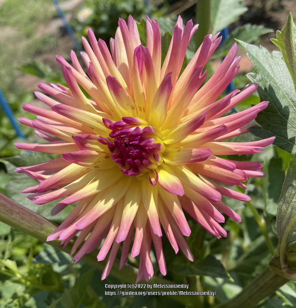 Photo of the bloom of Dahlia 'Bloomquist Mary Lou' posted by ...