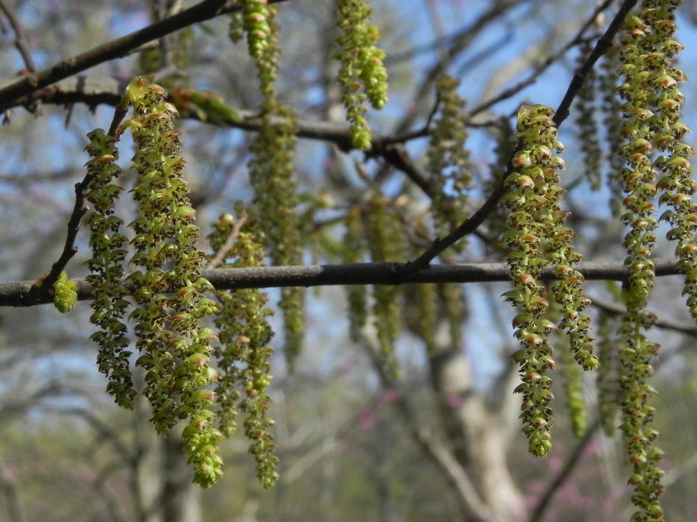 Photo of the bloom of Carpinus fargesiana posted by SL_gardener ...
