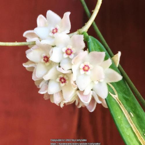 Wax Plant (Hoya shepherdii) in the Hoyas Database - Garden.org