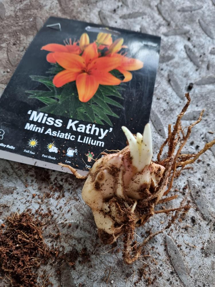 Photo of the bulb of Lily (Lilium 'Miss Kathy') posted by gwhizz - Garden.org