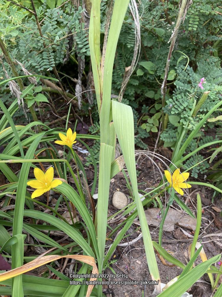 Photo of the entire plant of Yellow Rain Lily (Zephyranthes flavissima ...