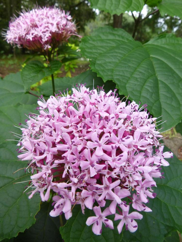 Photo of the bloom of Cashmere Bouquet (Clerodendrum bungei) posted by ...