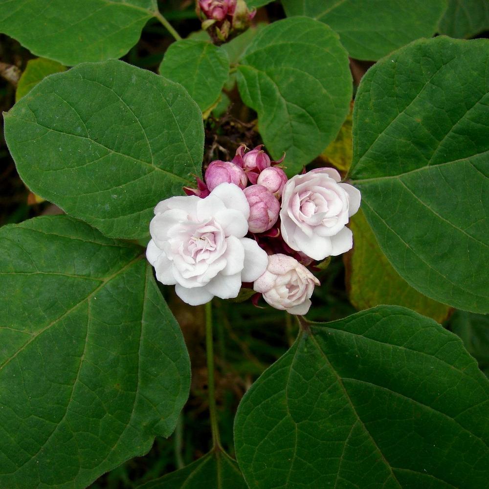 Photo of the bloom of Chinese Glory Bower (Clerodendrum chinense ...