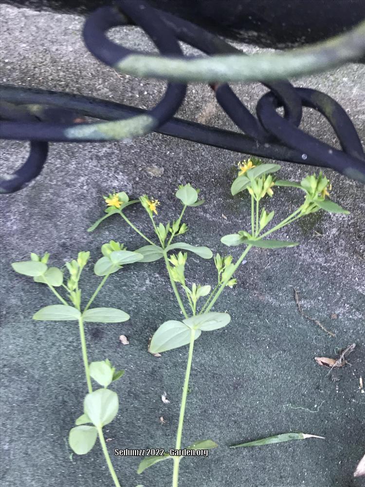 Photo of the stem, scape, stalk or bark of Dwarf St. Johnswort ...