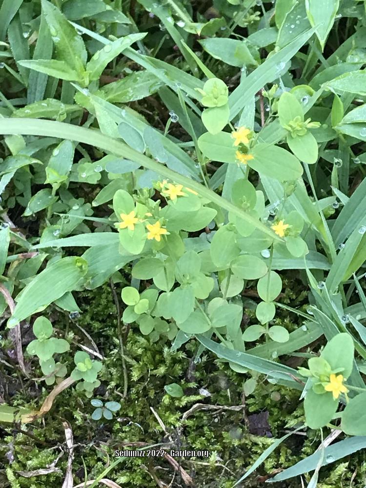 Photo of the entire plant of Dwarf St. Johnswort (Hypericum mutilum ...
