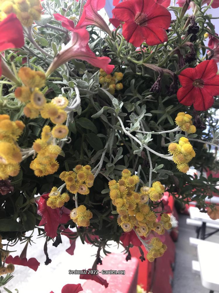 Photo of the entire plant of Common Everlasting (Chrysocephalum ...