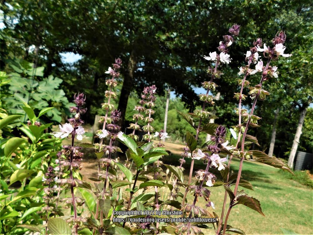 Photo of the bloom of Basil (Ocimum basilicum 'Persian') posted by ...
