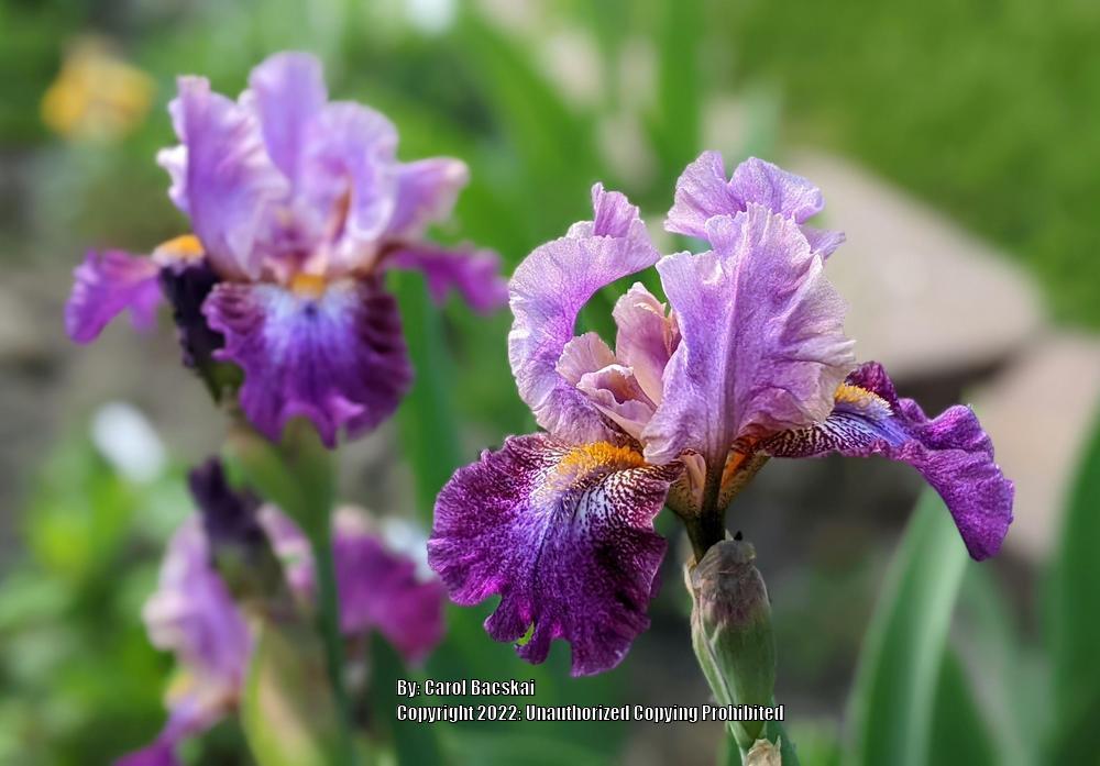 Photo of the bloom of Intermediate Bearded Iris (Iris 'Fanciful Whimsy ...