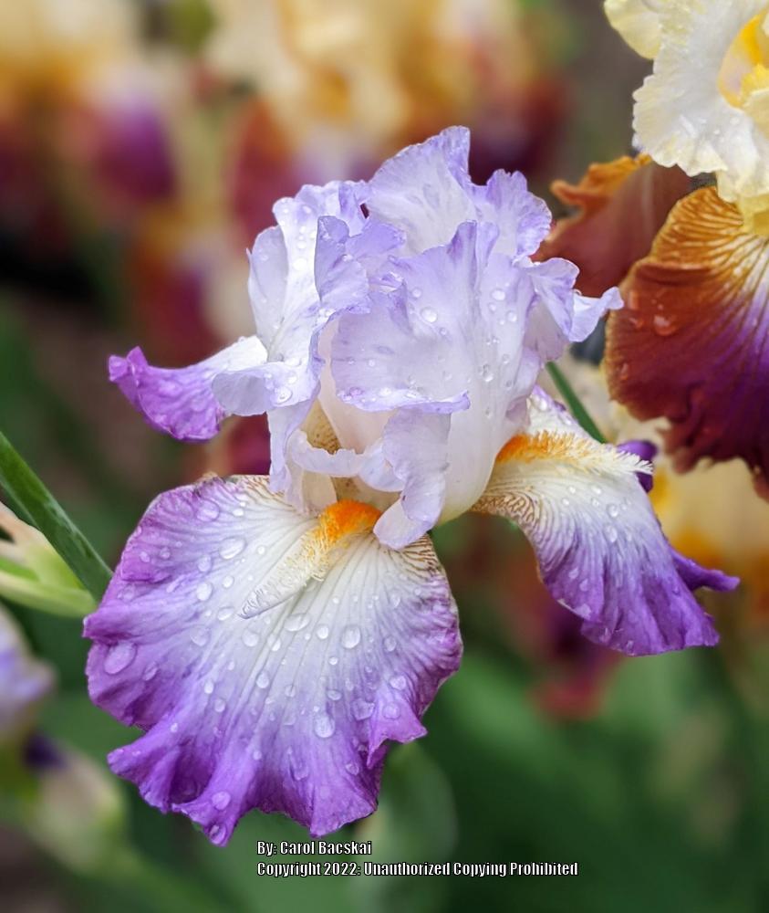 Photo of the bloom of Tall Bearded Iris (Iris 'Conjuration') posted by Artsee1 - Garden.org