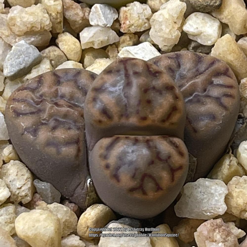 Photo of the entire plant of Living Stones (Lithops bromfieldii) posted ...
